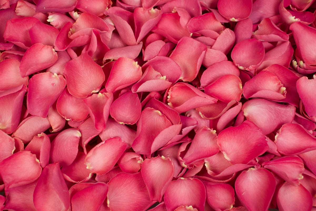 Freeze dried rose petals - Deep pink – Sweet Colours