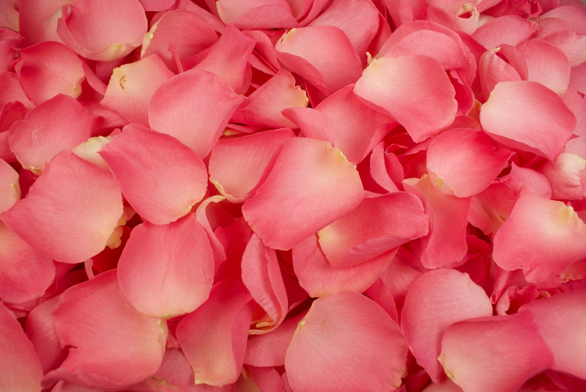 Freeze dried rose petals - Sweet pink – Sweet Colours