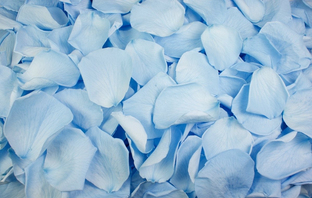 Preserved rose petals - Light blue – Sweet Colours