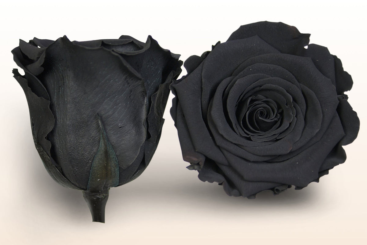 Preserved roses - Black – Sweet Colours