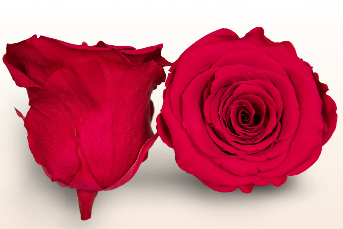 Preserved roses - Cranberry – Sweet Colours