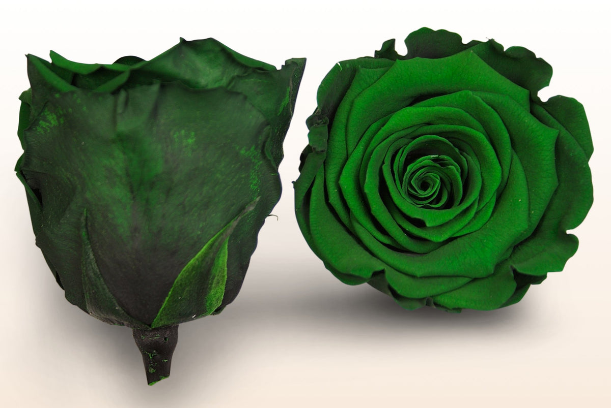 Preserved roses - Dark green – Sweet Colours