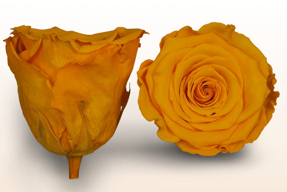 Preserved roses - Dark yellow – Sweet Colours