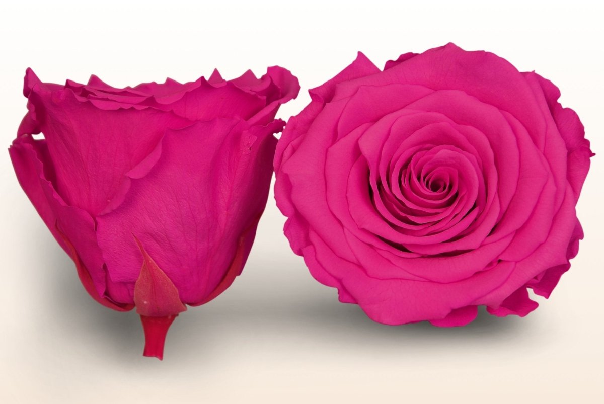 Preserved roses - Hot pink – Sweet Colours