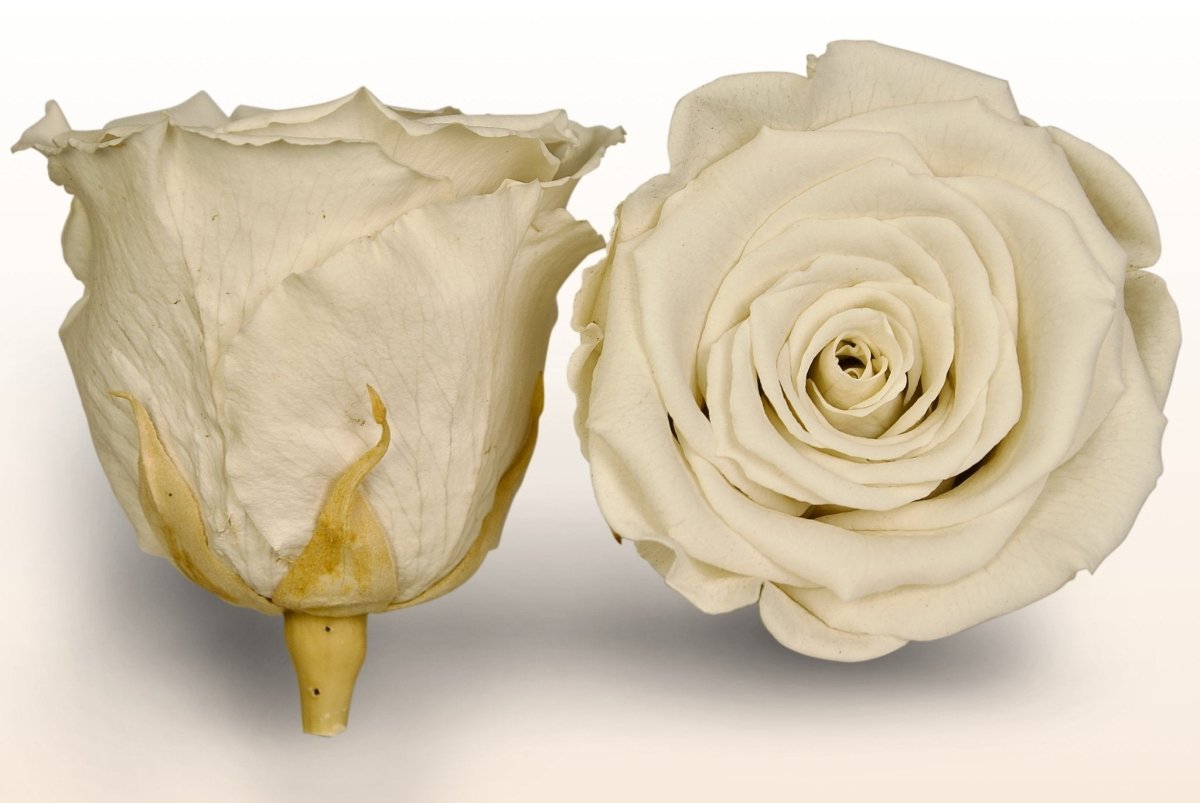Preserved roses - Off white – Sweet Colours