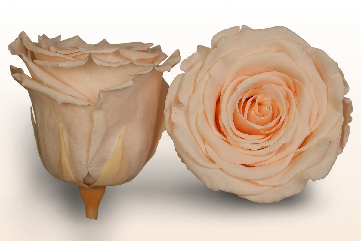 Preserved roses - Peach pastel – Sweet Colours