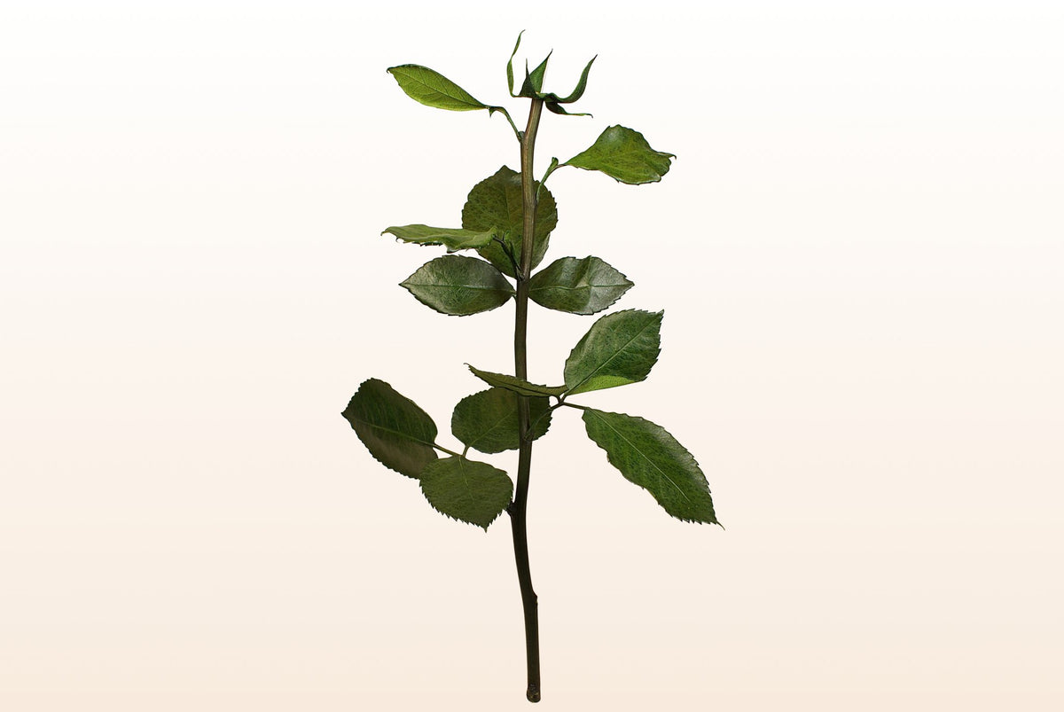 Preserved rose stem with leaves – Sweet Colours