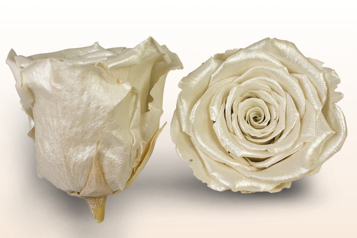 Preserved roses - Satin white – Sweet Colours