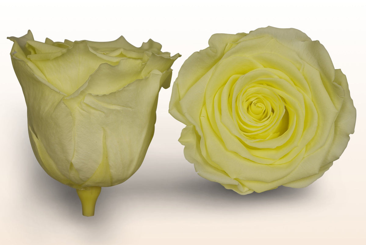 Preserved roses - Yellow pastel – Sweet Colours