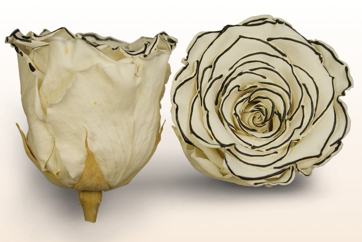 Preserved roses - Zebra – Sweet Colours