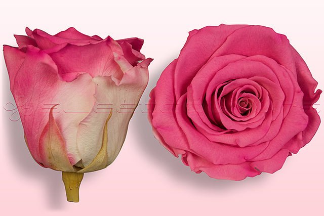 Preserved roses - Dark pink-white – Sweet Colours